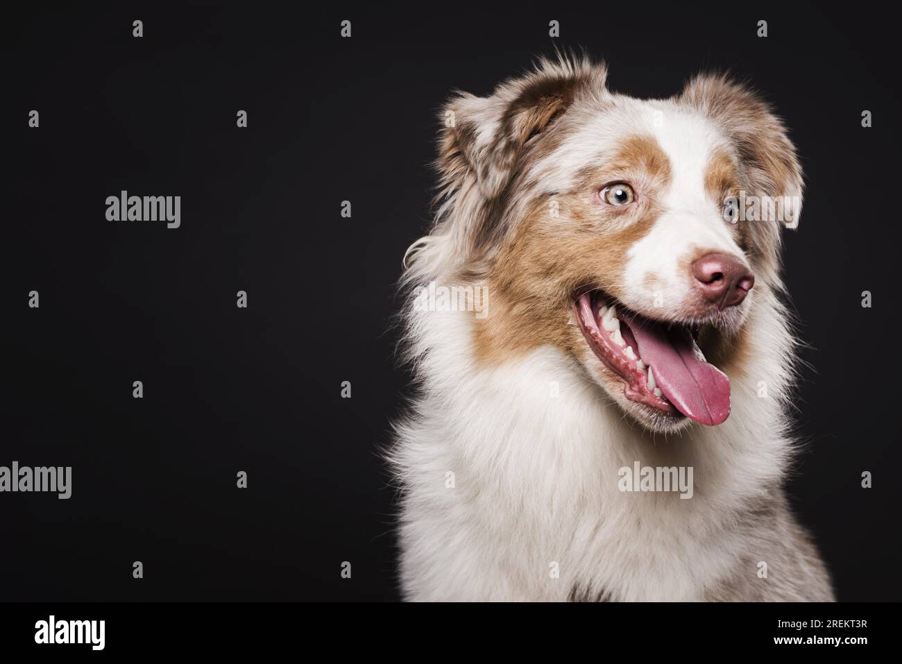 Front view cute dog. Resolution and high quality beautiful photo Stock ...