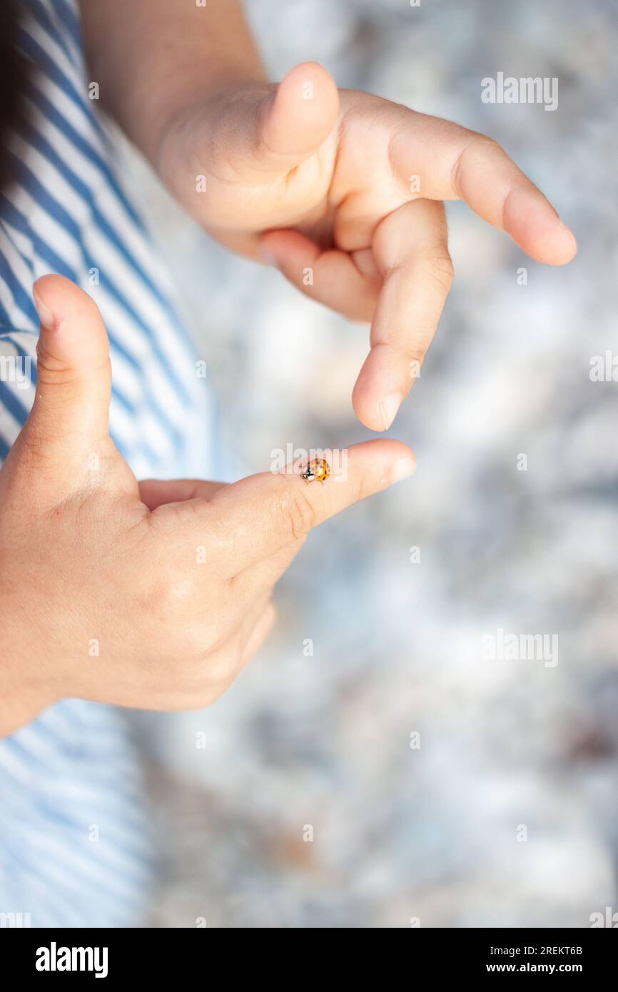 close up on child hands with ladybug on one finger Stock Photo - Alamy