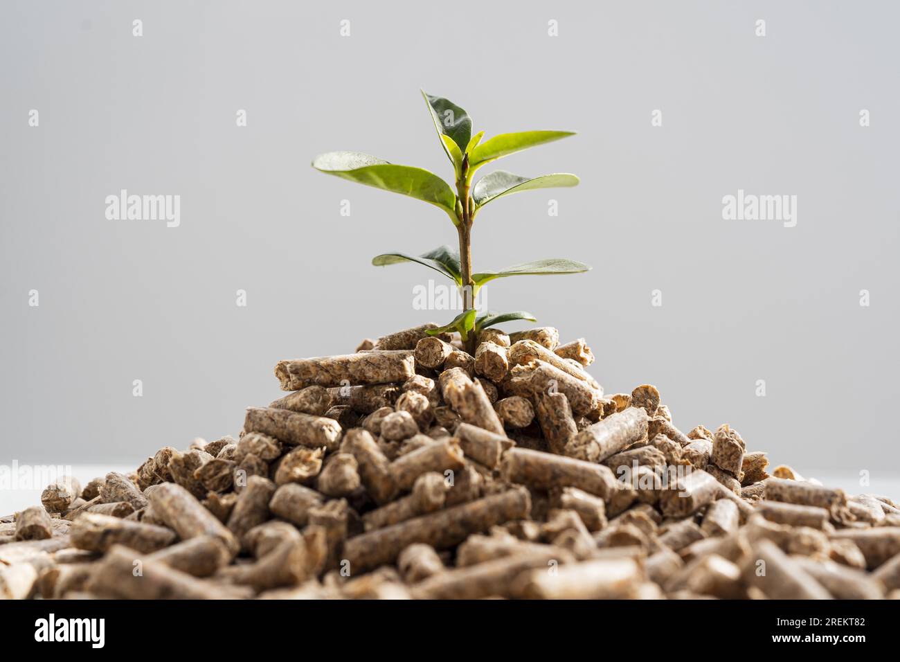 Front view plant growing from pellets. Resolution and high quality ...