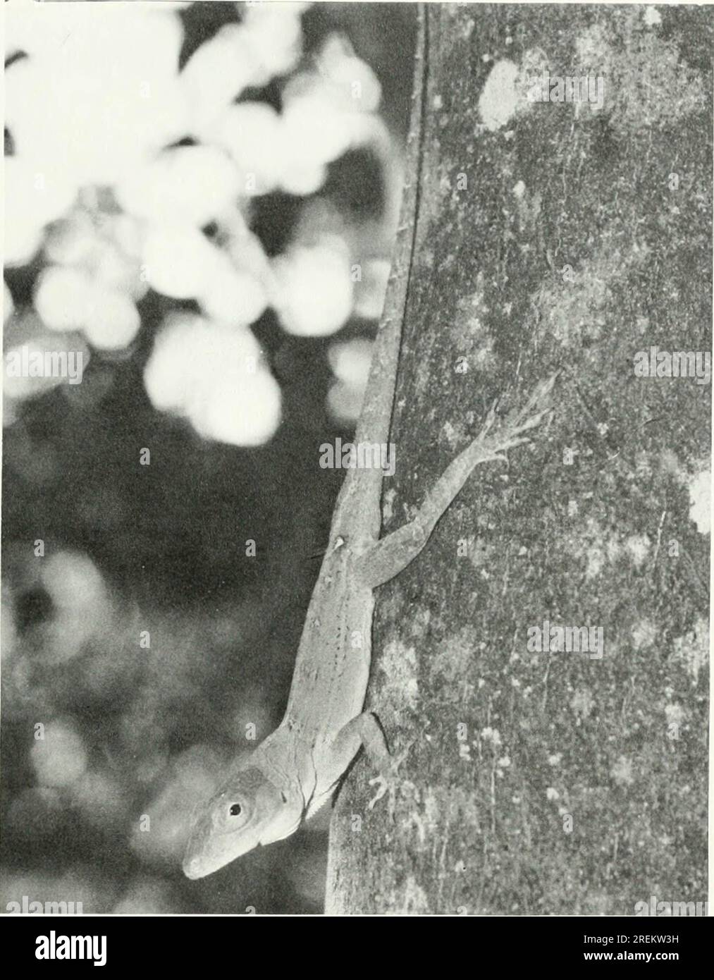 Large anole hi-res stock photography and images - Alamy