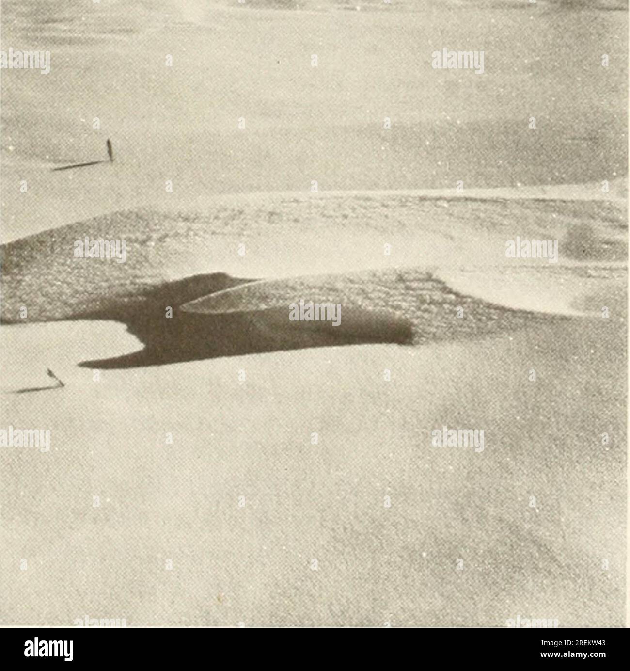 "Ecological investigations of the tundra biome in the Prudhoe Bay ...