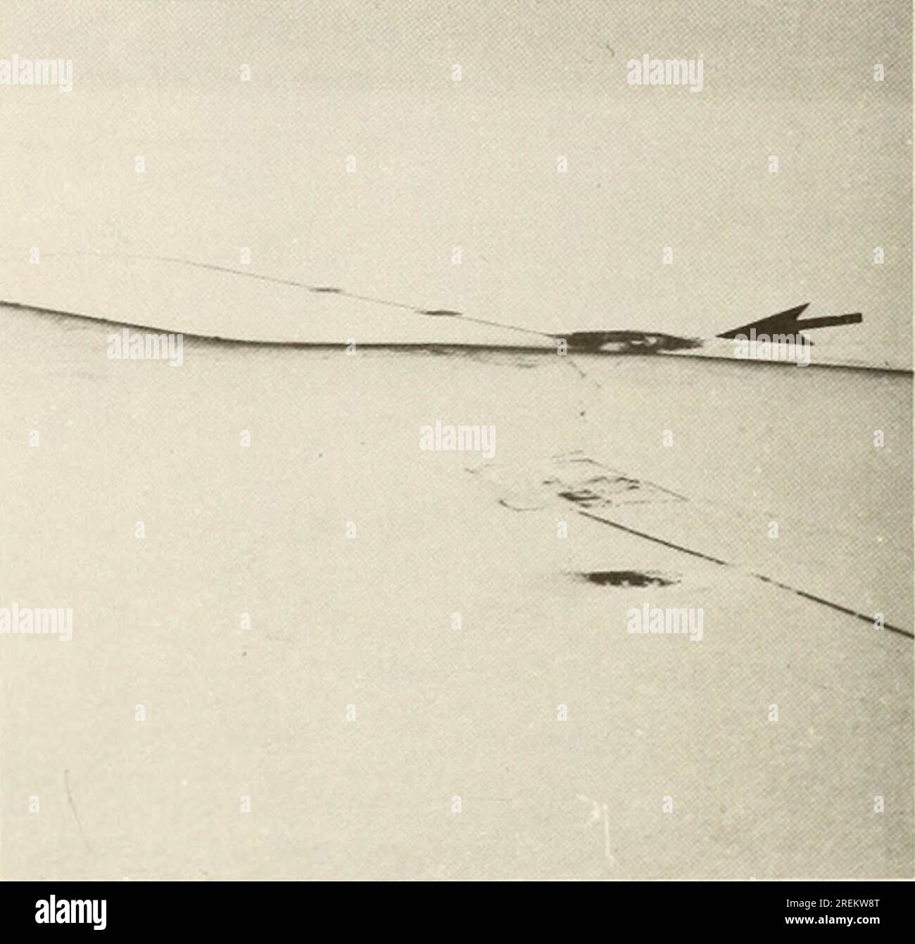 "Ecological investigations of the tundra biome in the Prudhoe Bay ...