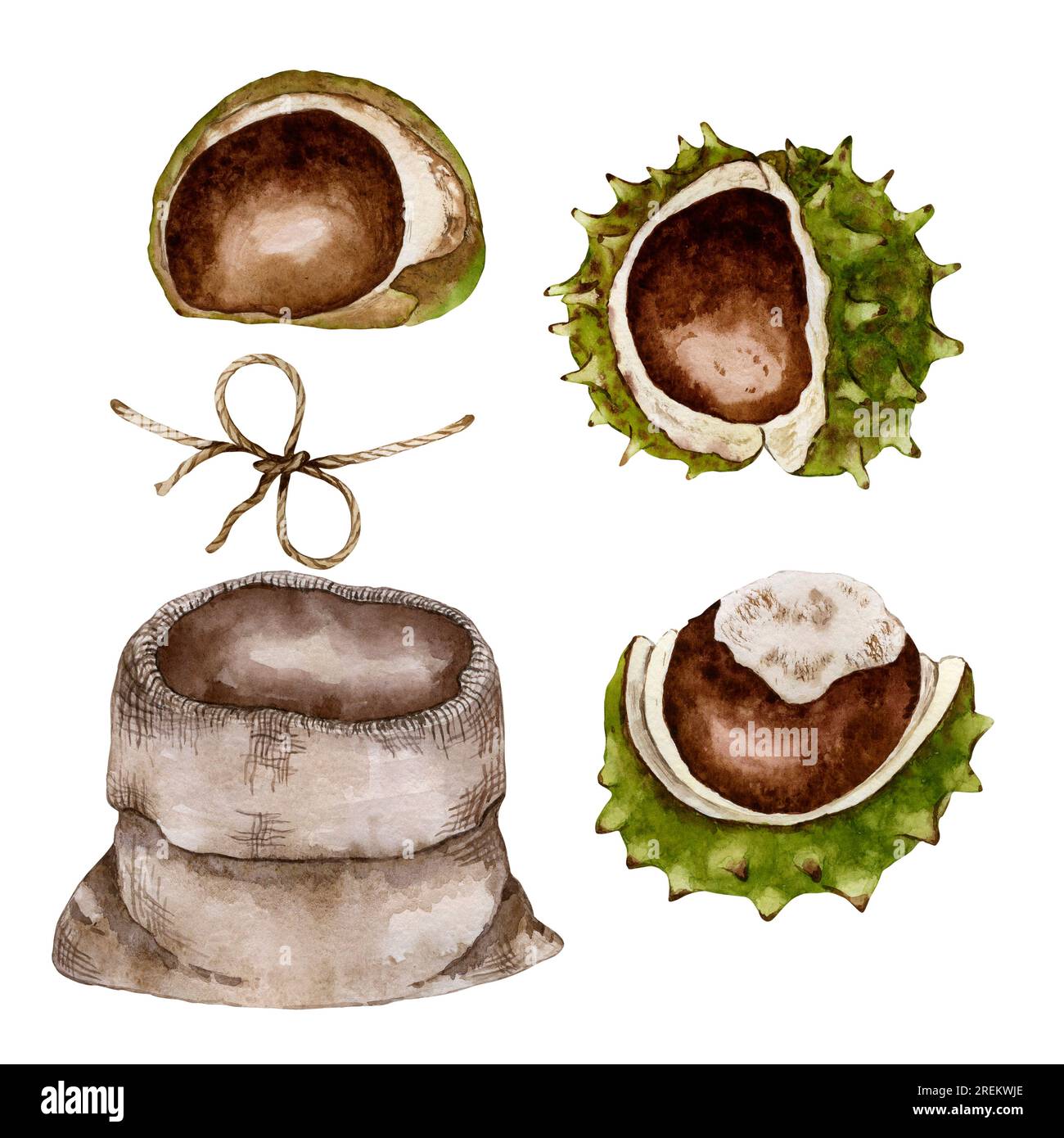 Set for the composition of chestnuts. Chestnut inflorescence and canvas ...