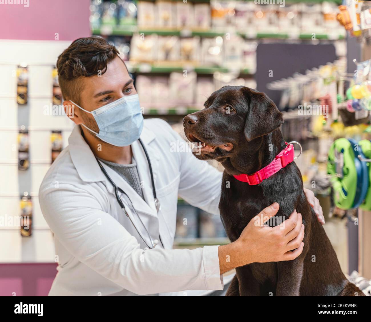 Dog being checked by vet pet shop. Beautiful photo Stock Photo - Alamy