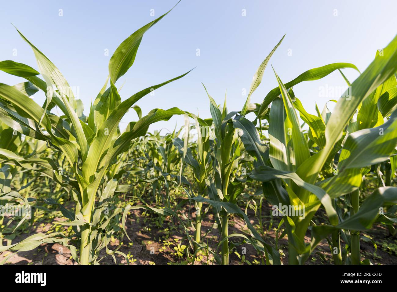 Corn field agriculture concept. High resolution photo Stock Photo - Alamy