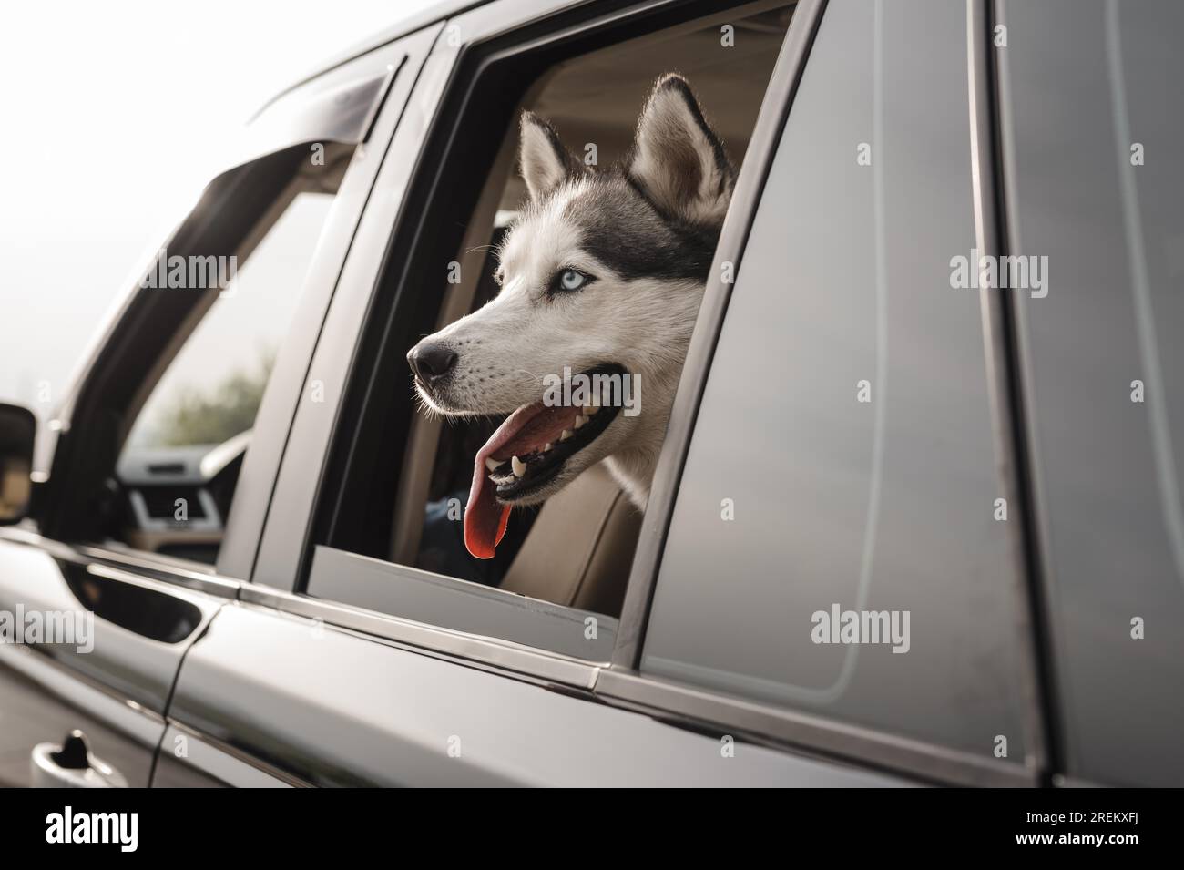 Cute husky peeking its head out window while traveling by car. High ...