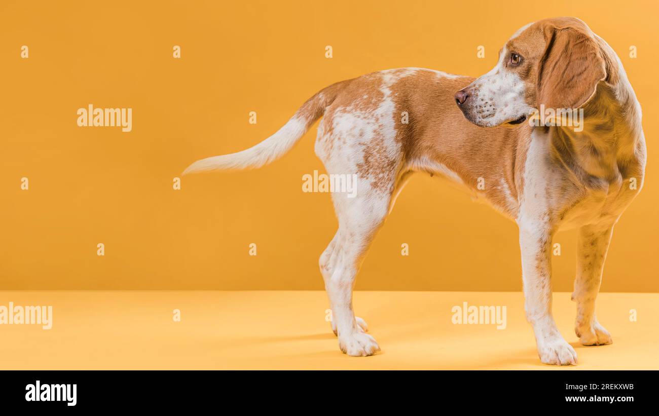 Lateral view dog looking his tail. High resolution photo Stock Photo ...