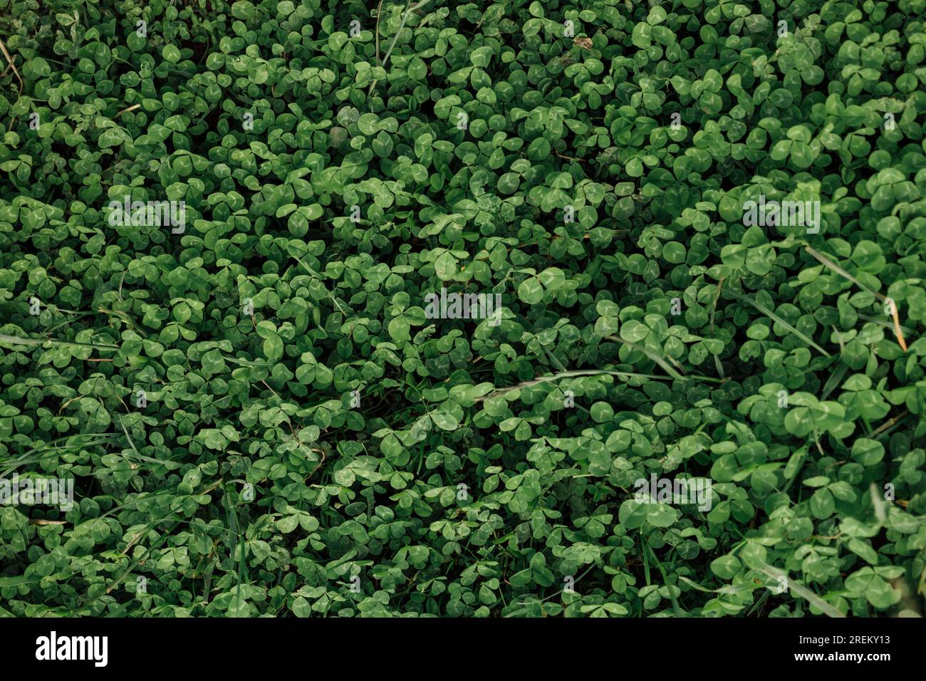 Top view close up field clovers. High resolution photo Stock Photo - Alamy