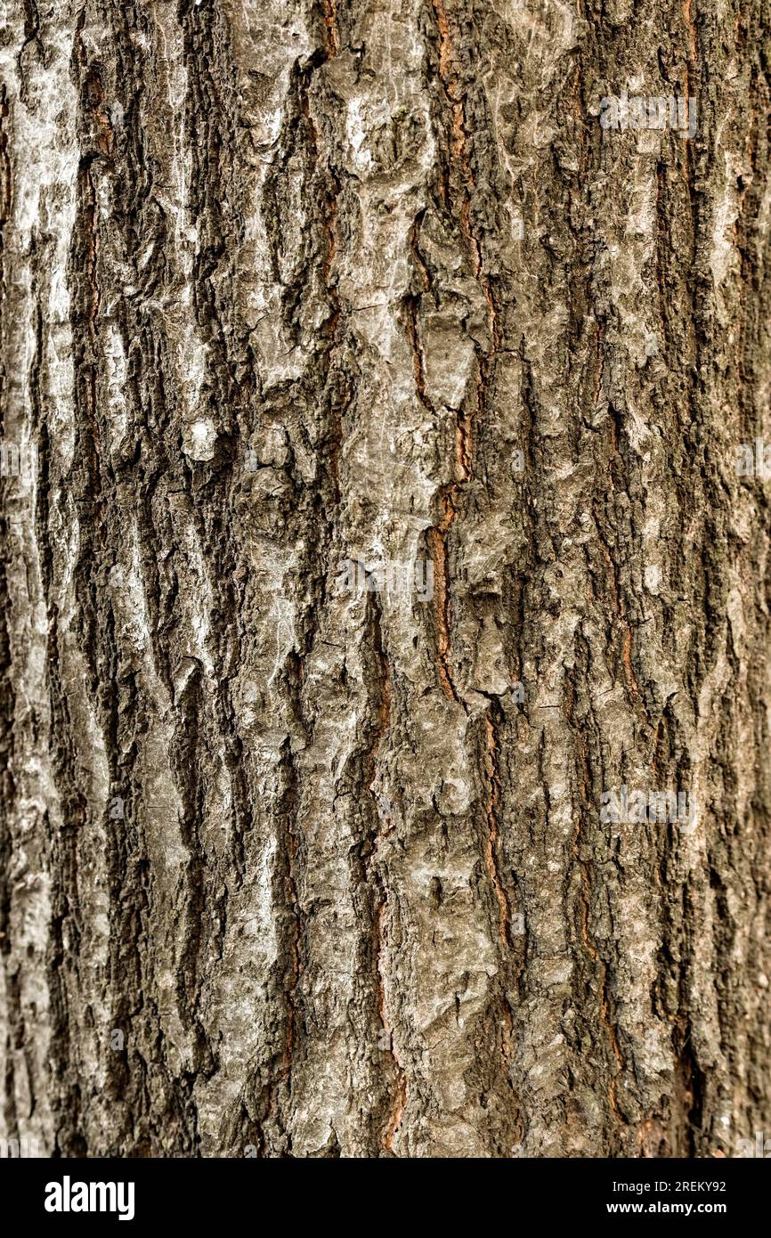 Top view tree bark. High resolution photo Stock Photo - Alamy