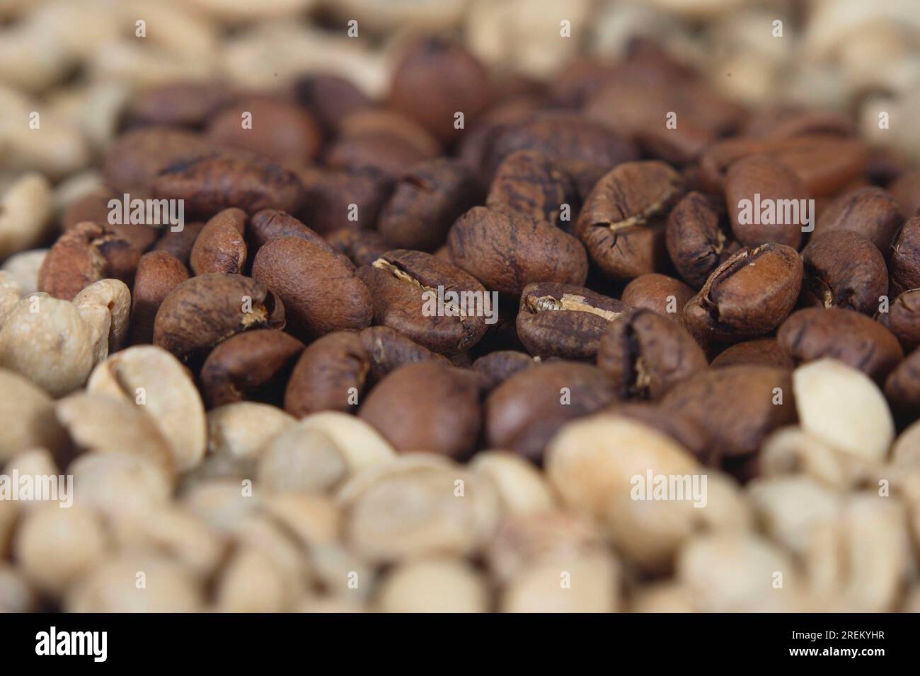 (Coffea arabica), Kopi Luwak, raw and roasted, coffee bean, Indonesia ...