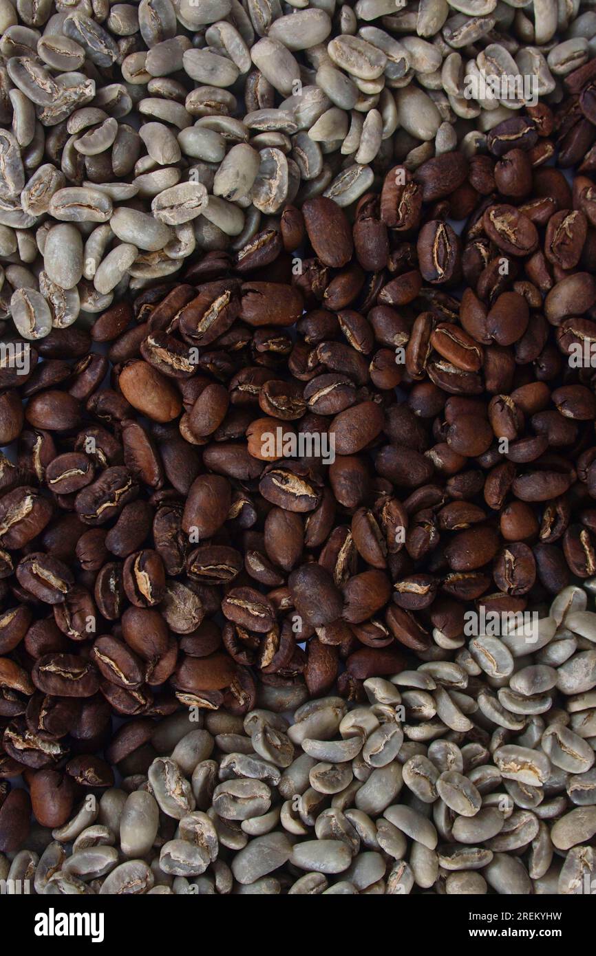 Coffee beans organic Mexico Maragogype, raw and roasted (Coffea arabica ...