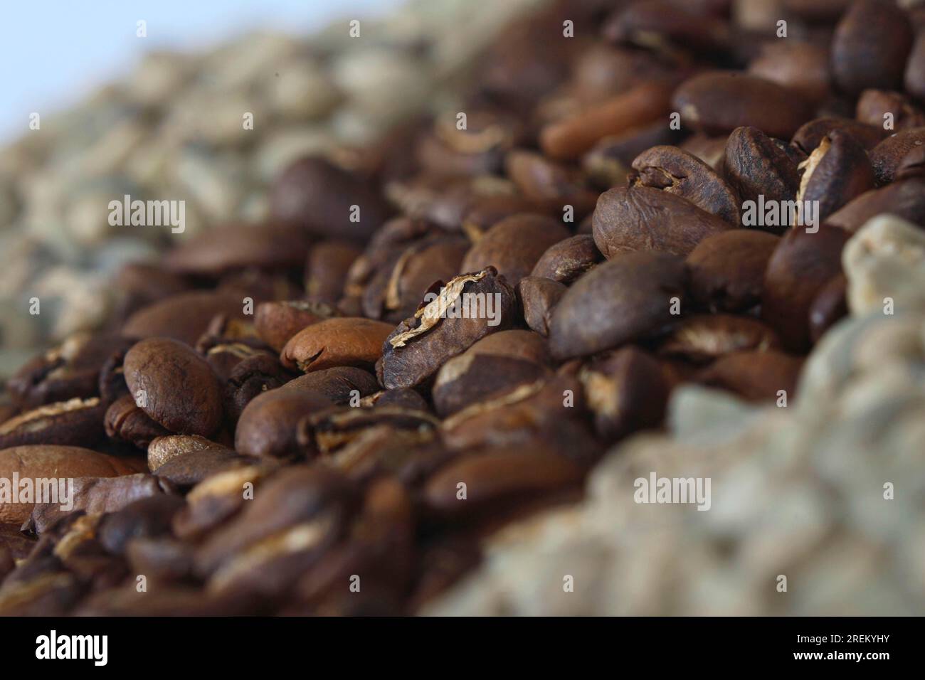 Coffee beans organic Mexico Maragogype, raw and roasted (Coffea arabica ...