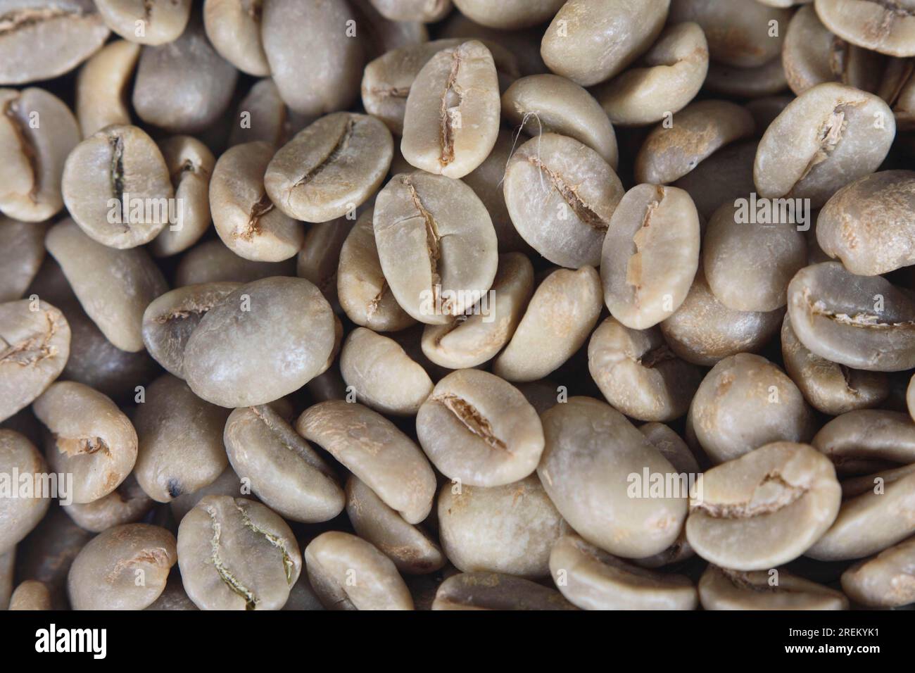 Coffee (Coffea arabica) beans Jamaica Blue Mountain, raw Stock Photo ...