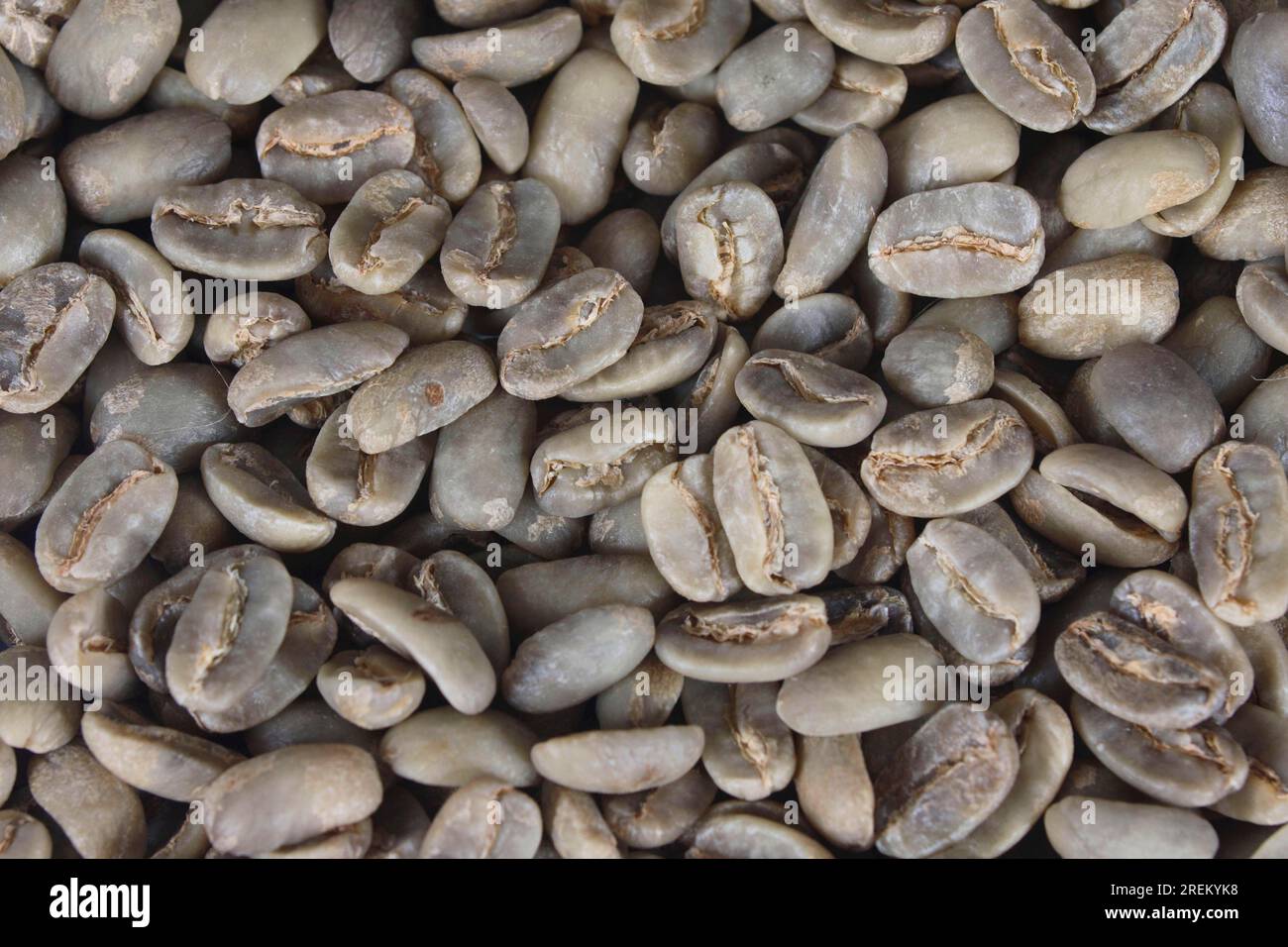 Coffee beans organic Mexico Maragogype, raw (Coffea arabica), coffee ...