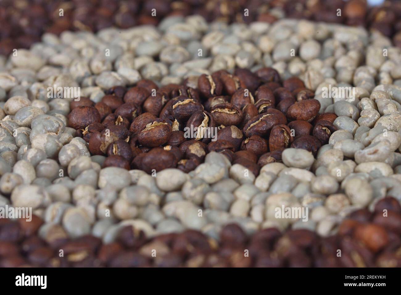Coffee (Coffea arabica) beans India Pearl Mountain, raw and roasted ...