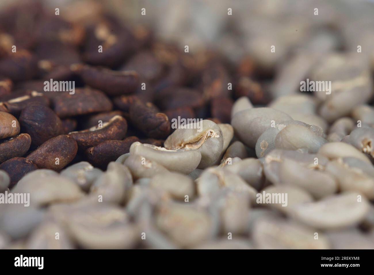 Coffee (Coffea arabica) beans Indonesia Kopi Tongkonan Toraja Sesean ...