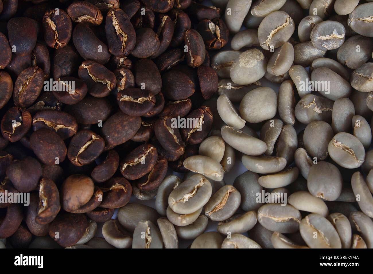 Coffee (Coffea arabica) beans Indonesia Kopi Tongkonan Toraja Sesean ...