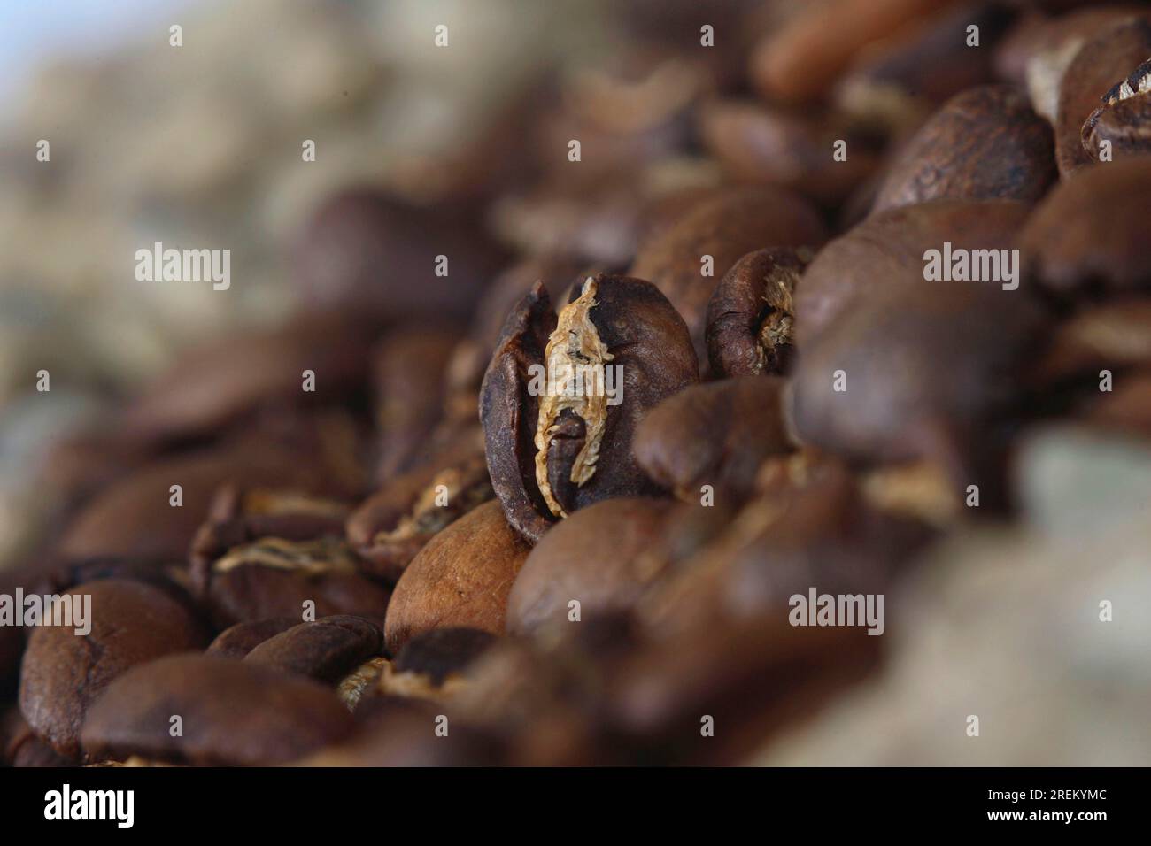 Coffee beans organic Mexico Maragogype, roasted (Coffea arabica ...