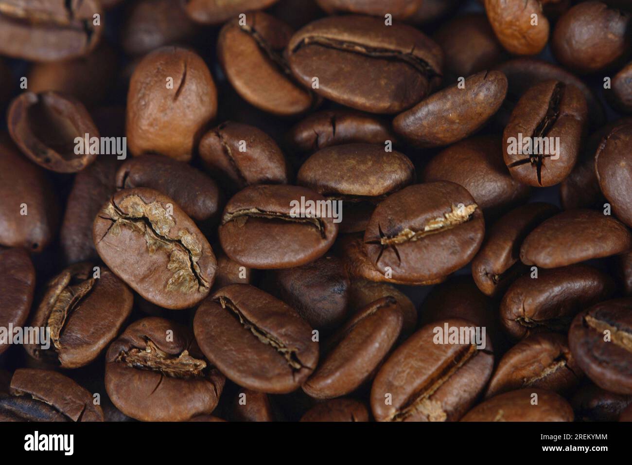 Coffee (Coffea arabica) beans India Monsooned Malabar, roasted Stock ...