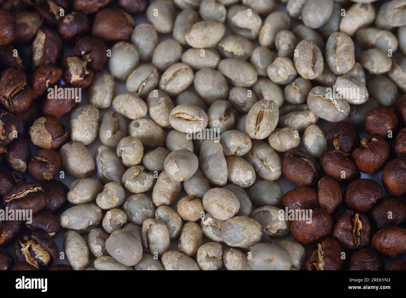 Coffee (Coffea arabica) beans India Pearl Mountain, raw and roasted ...