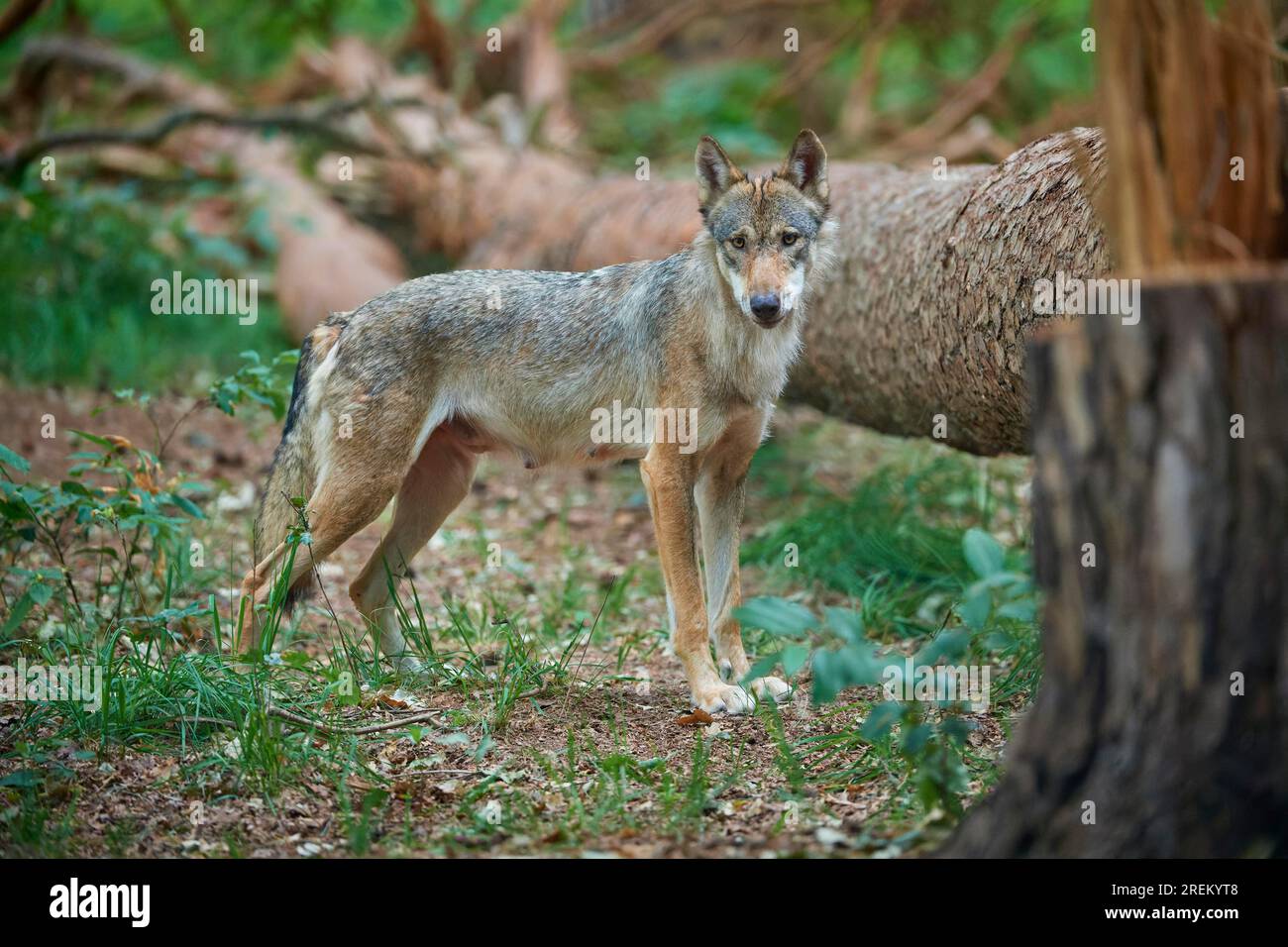 European gray wolf (Canis lupus), fawn in the forest, summer, Germany ...