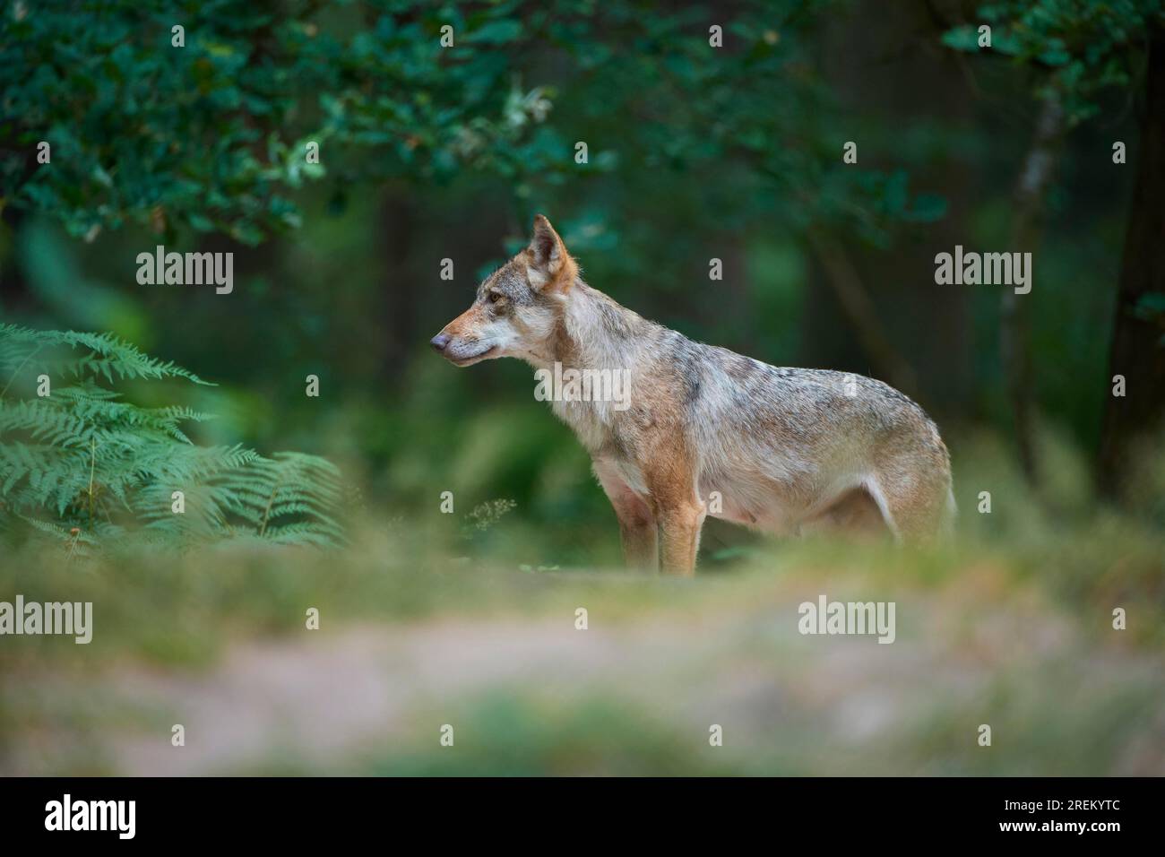 European gray wolf (Canis lupus), in the forest, summer, Germany Stock ...