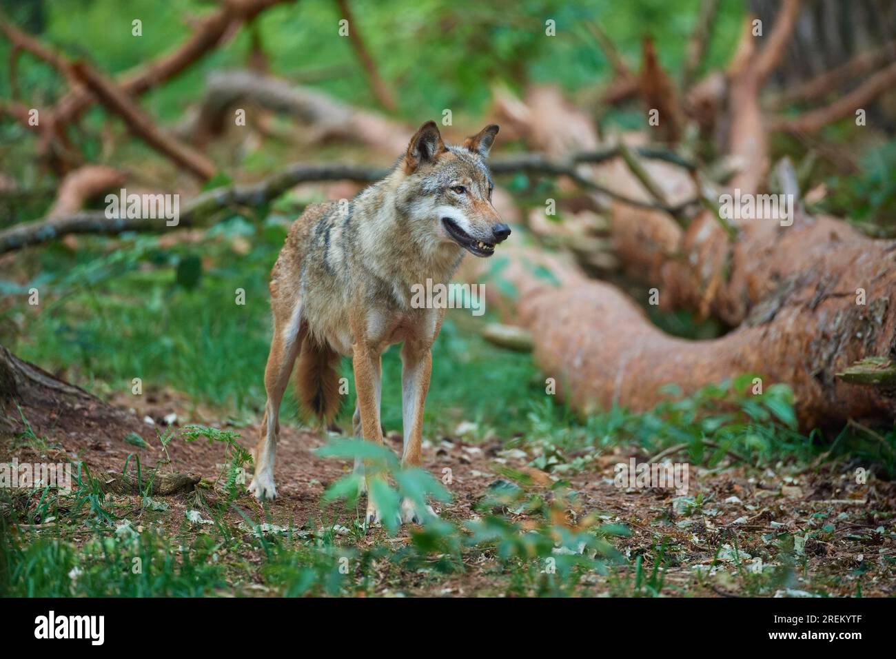 European gray wolf (Canis lupus), in the forest, summer, Germany Stock ...