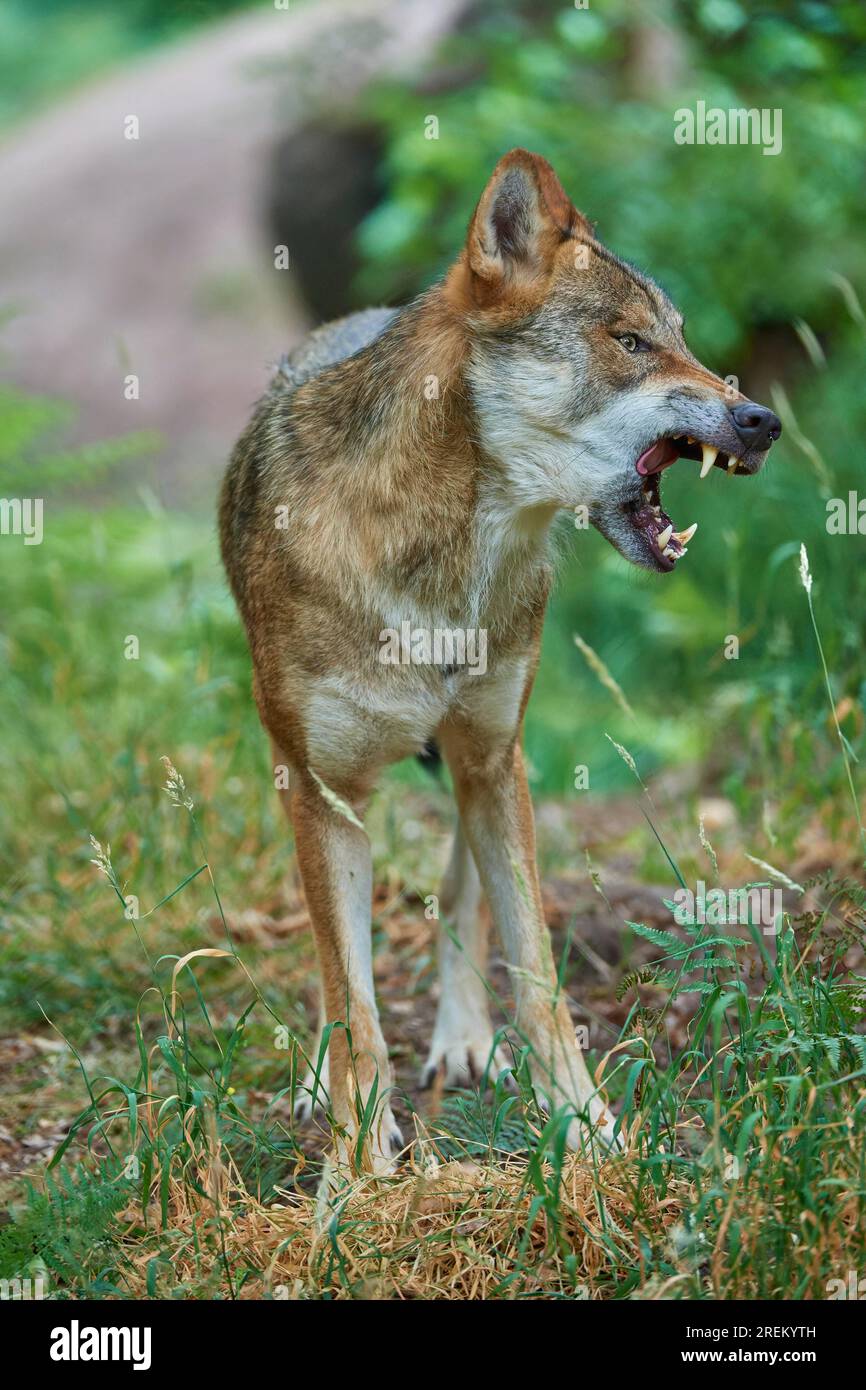 Wolf baring teeth hi-res stock photography and images - Alamy