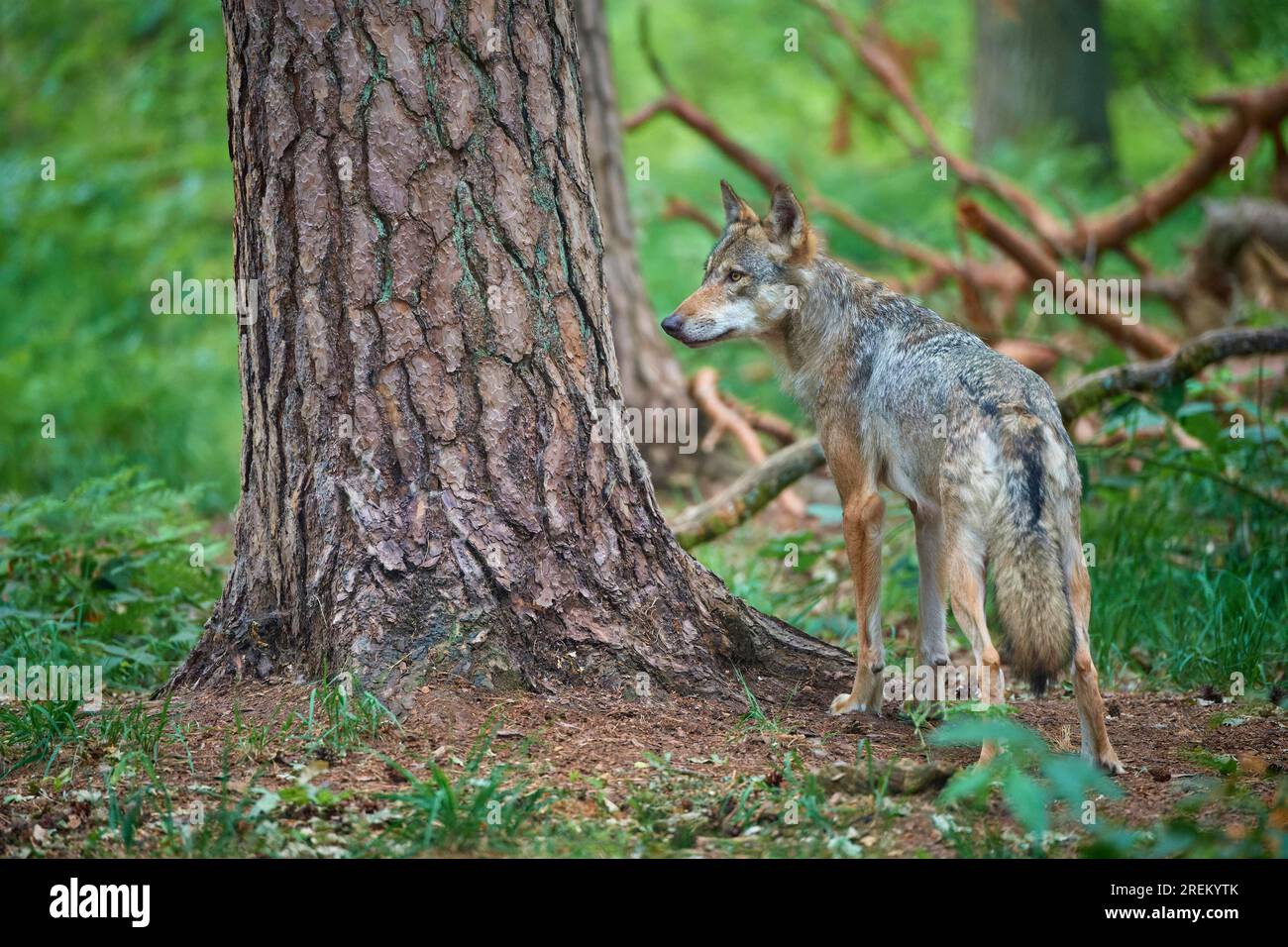 European gray wolf (Canis lupus), in the forest, summer, Germany Stock ...