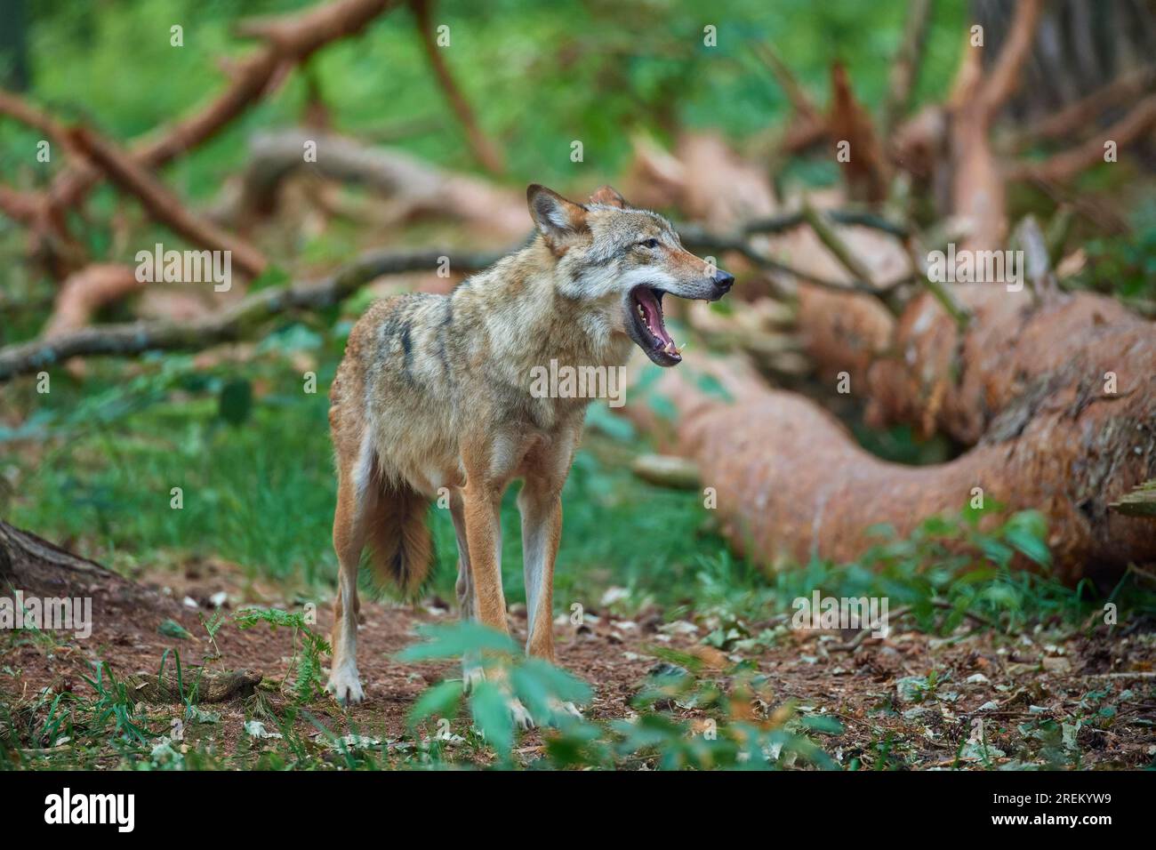 European gray wolf (Canis lupus), in the forest, summer, Germany Stock ...