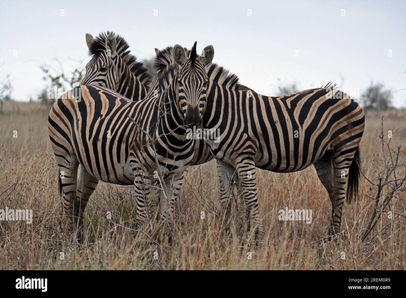 Zebra, Steppe Zebra, S Stock Photo - Alamy