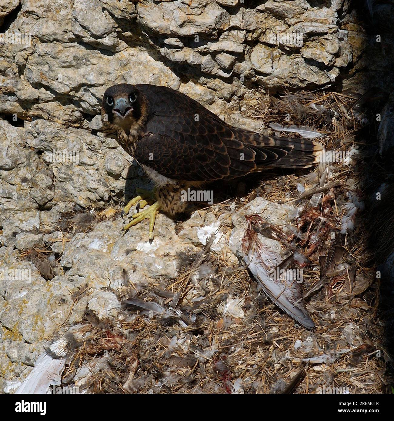 Falcon photography hi-res stock photography and images - Alamy
