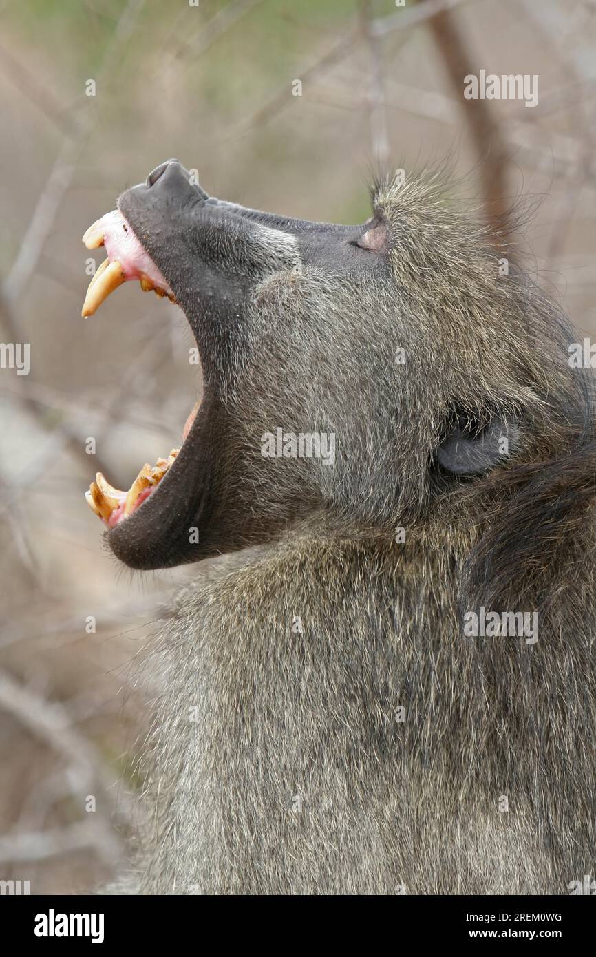 Baboon attack hi-res stock photography and images - Alamy