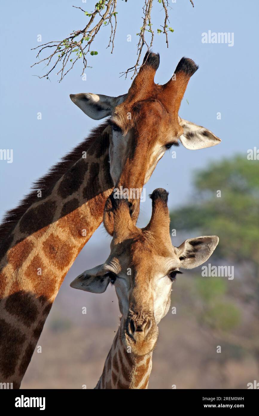 Giraffe mating hi-res stock photography and images - Alamy