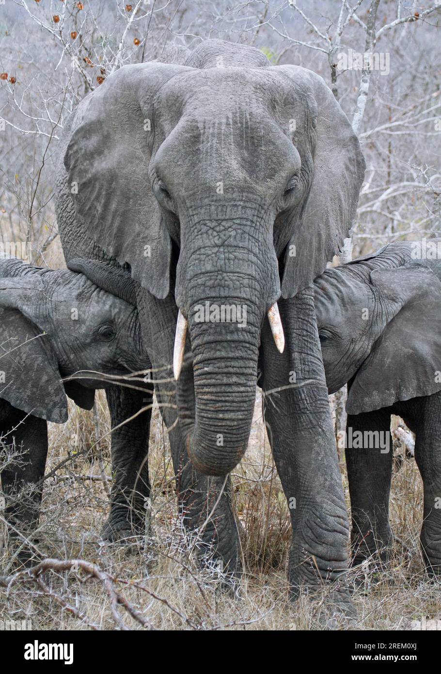 Mother elephant with two cubs, S Stock Photo - Alamy