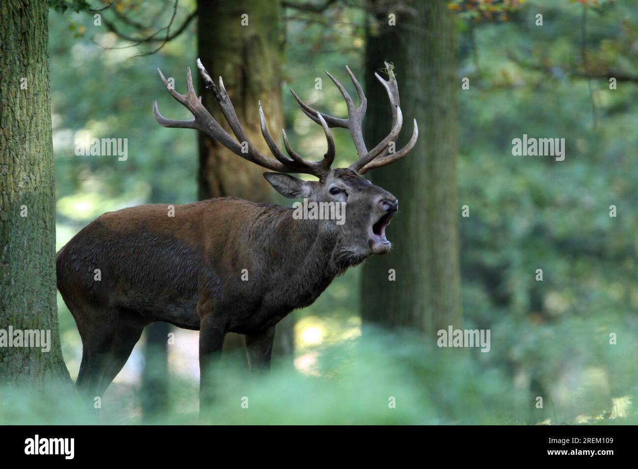 Stag in the rut Stock Photo - Alamy