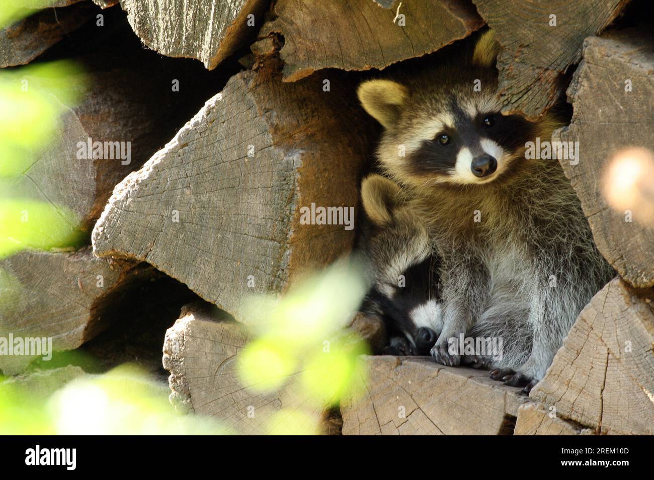 Woodpile raccoon hi-res stock photography and images - Alamy