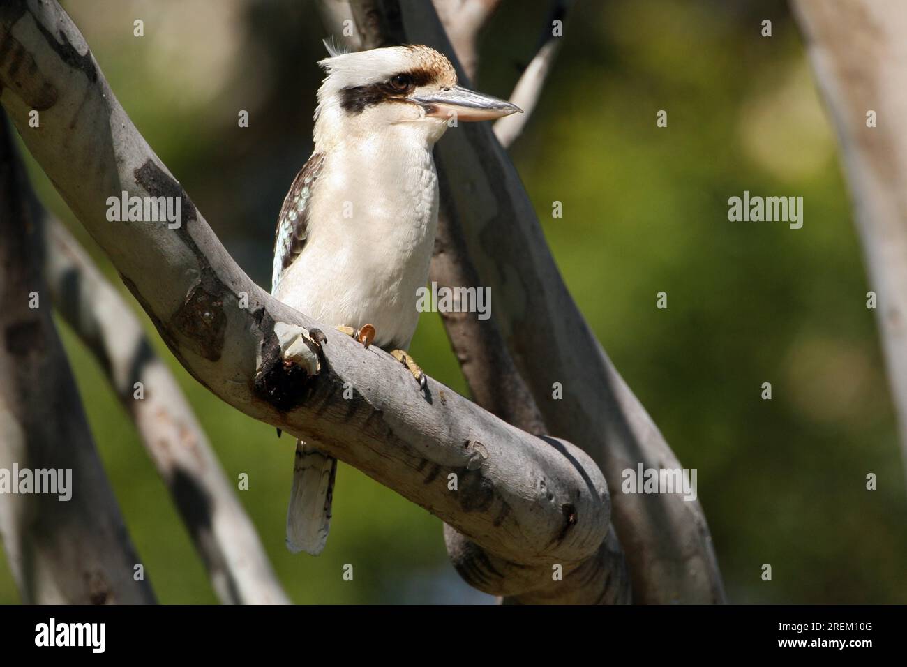 One of Australia's most striking birds with a distinctive song Stock ...