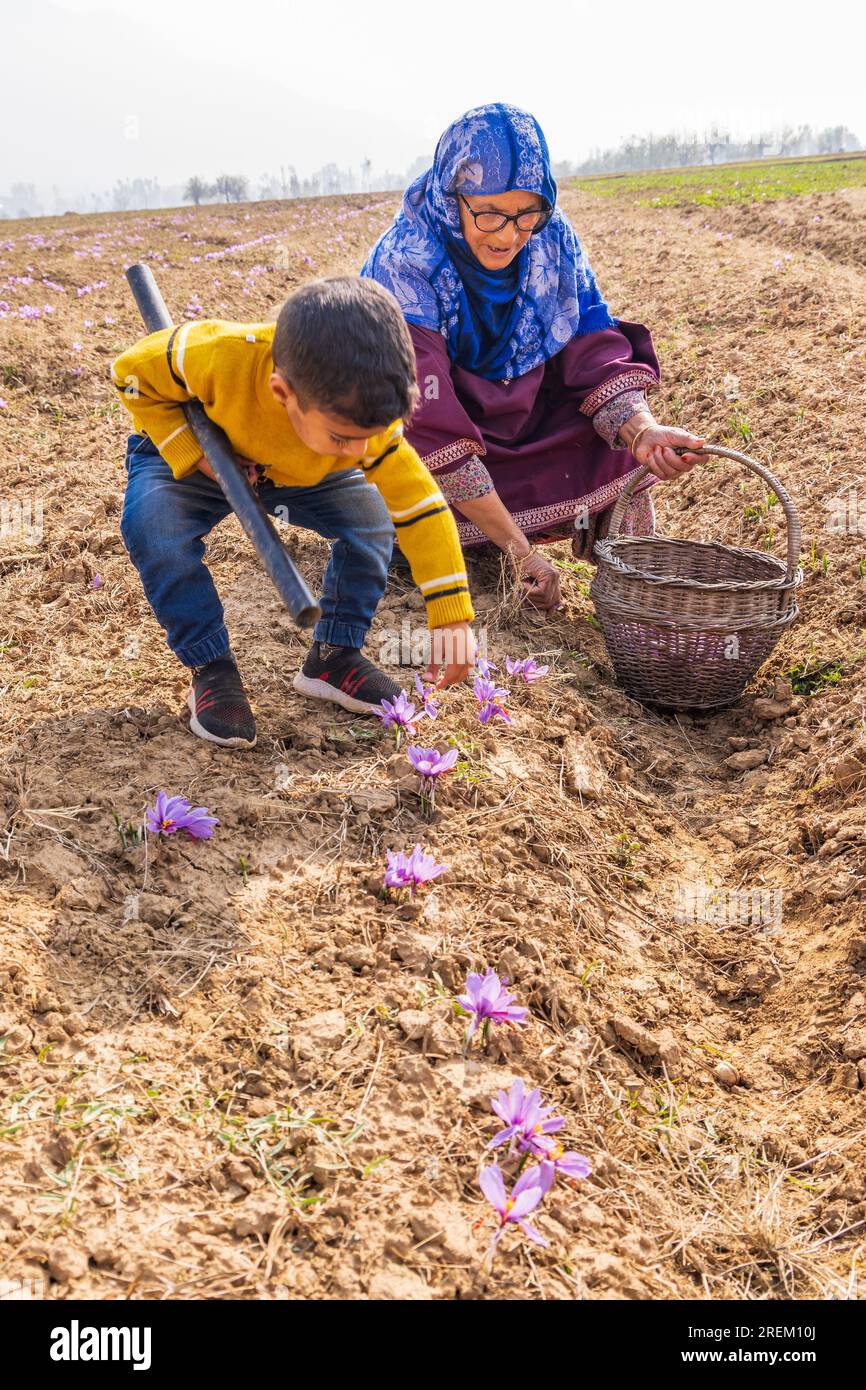 Chanda Haro, Pampore, Jammu and Kashmir, India. October 29, 2022 ...
