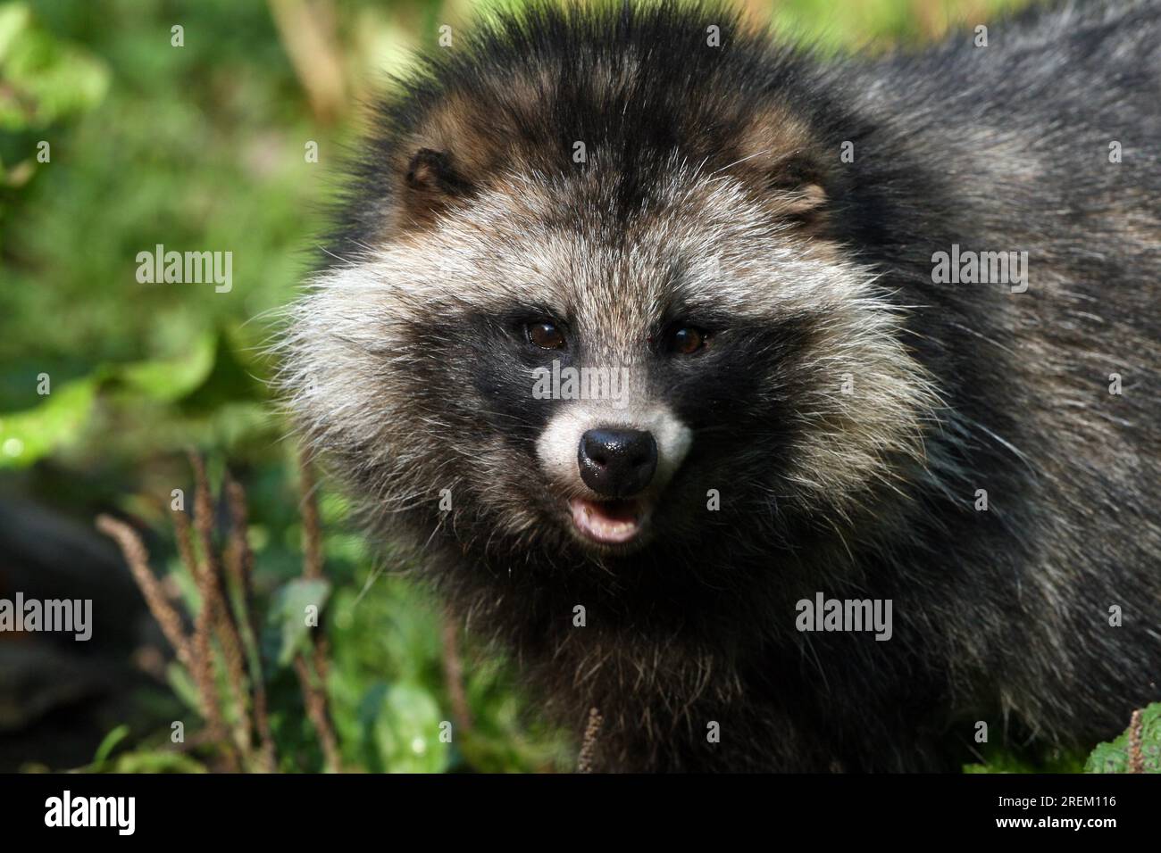 Newcomer species hi-res stock photography and images - Alamy