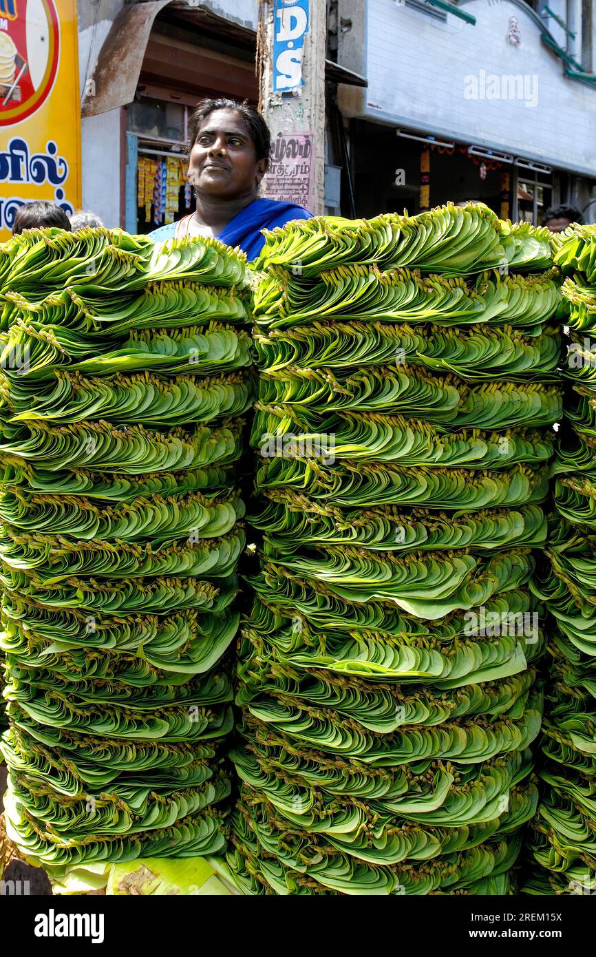 The Betel (Piper betle) Leaf in a market at Kumbakonam, Tamil Nadu ...