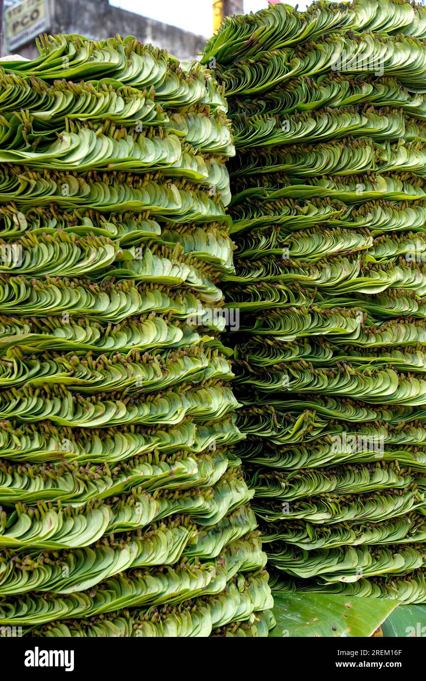 The Betel (Piper betle) Leaf in a market at Kumbakonam, Tamil Nadu ...