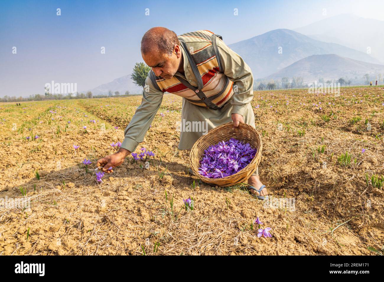 Kashmir saffron field hi-res stock photography and images - Alamy