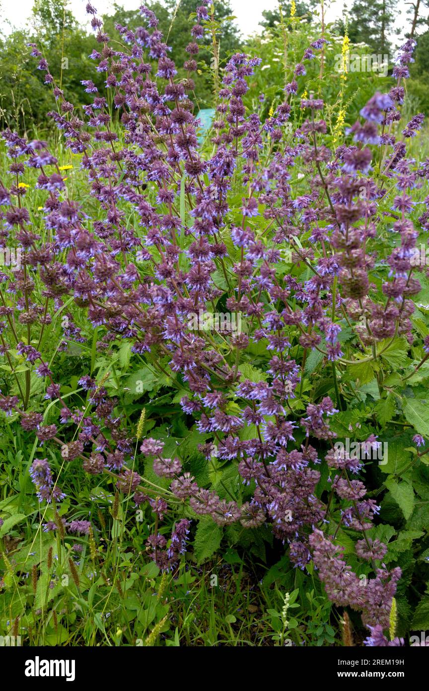 Whorled sage, whorled flowering sage (Salvia verticillata Stock Photo ...