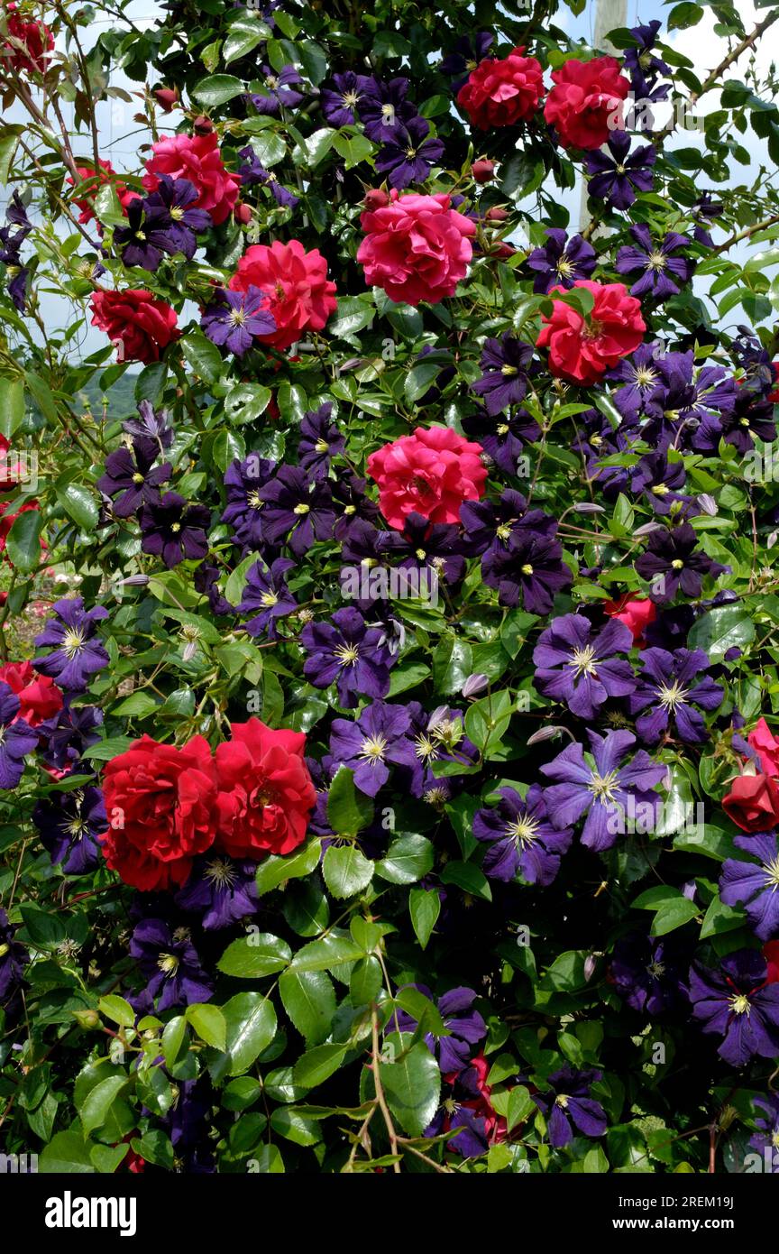 Clematis violet and rose (Clematis hybrid Stock Photo - Alamy