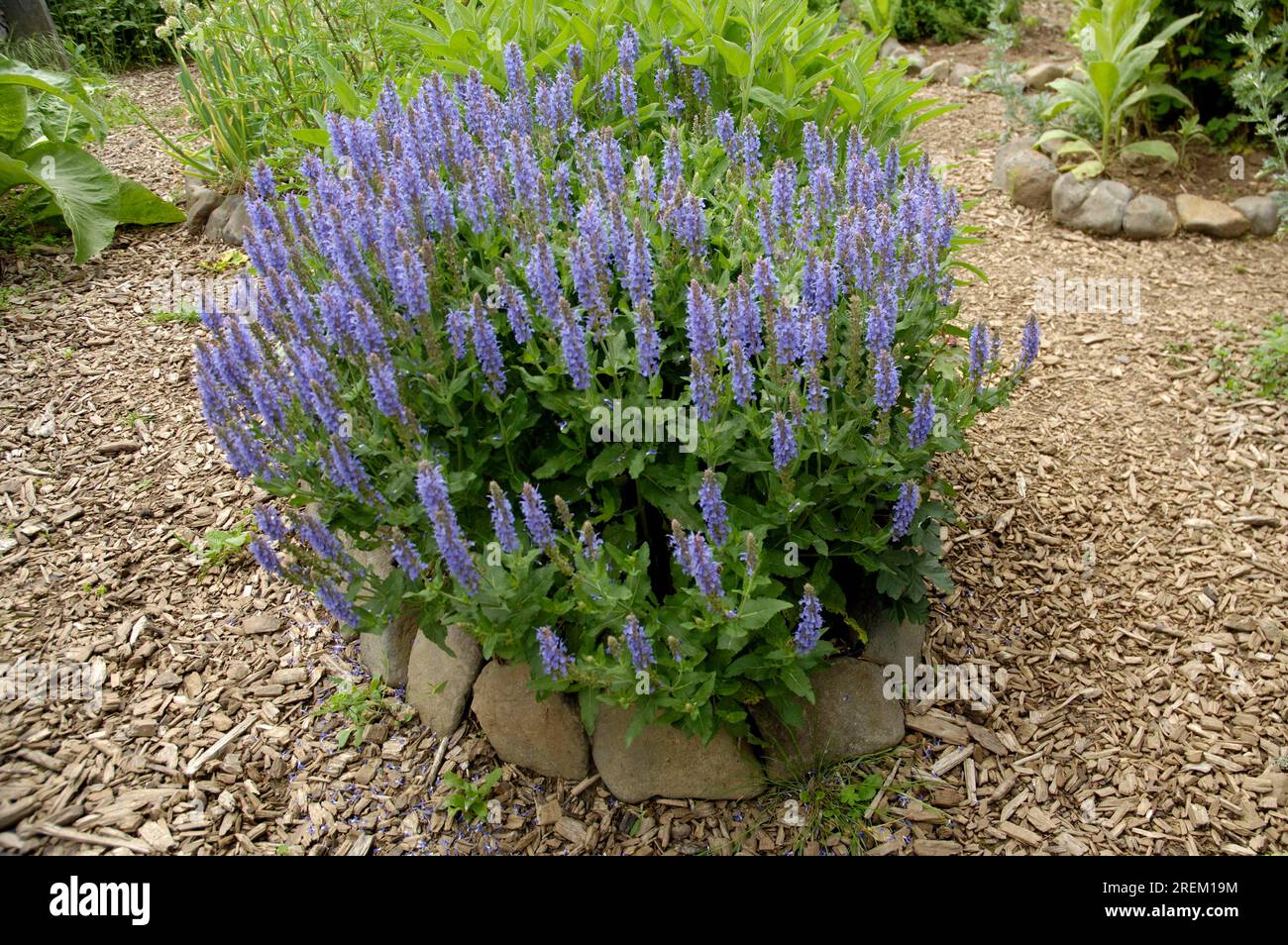 Wood betony (Stachys officinalis) Bishop's root Stock Photo - Alamy