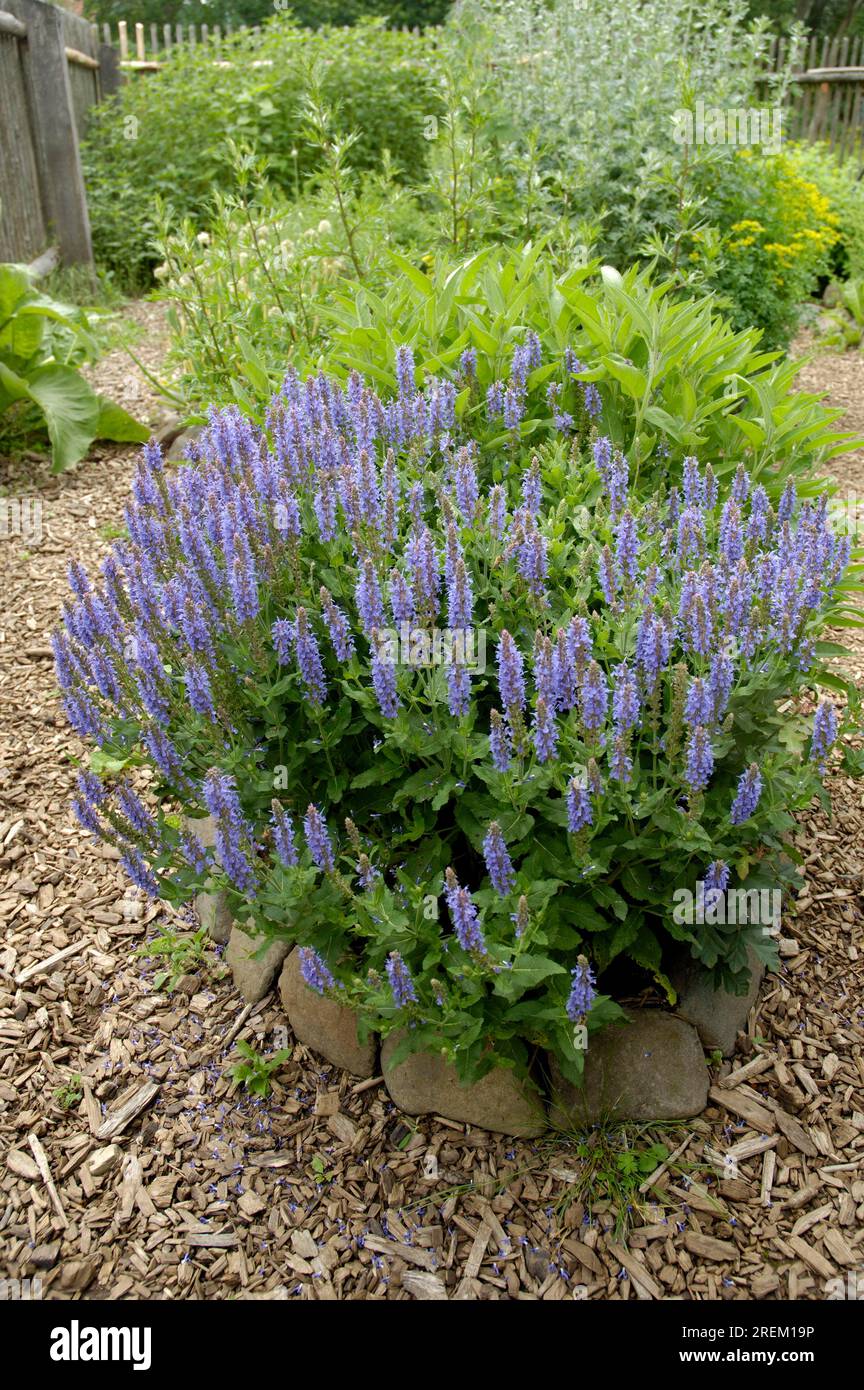 Wood betony (Stachys officinalis) Bishop's root Stock Photo - Alamy