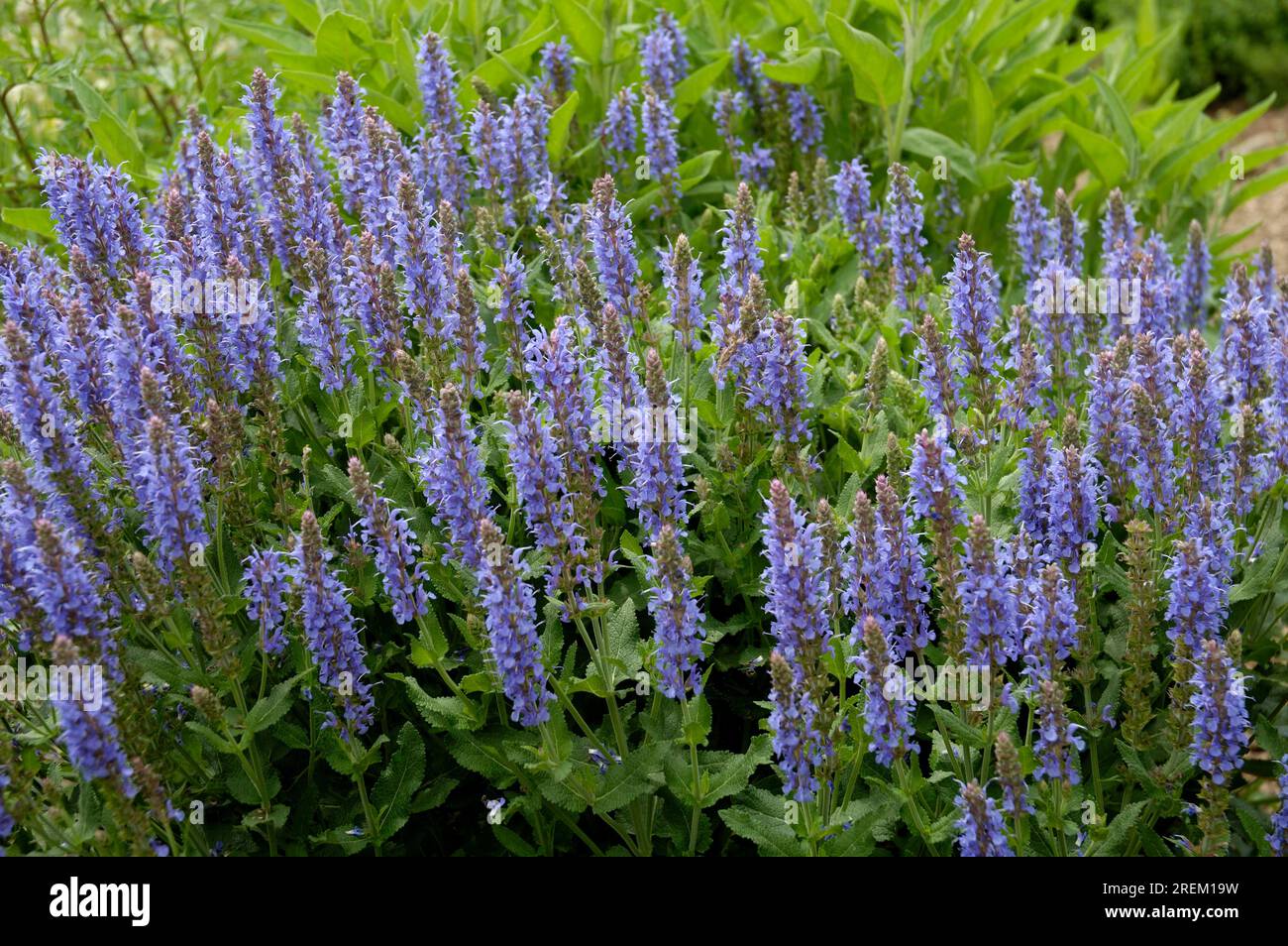 Wood betony (Stachys officinalis) Bishop's root Stock Photo - Alamy