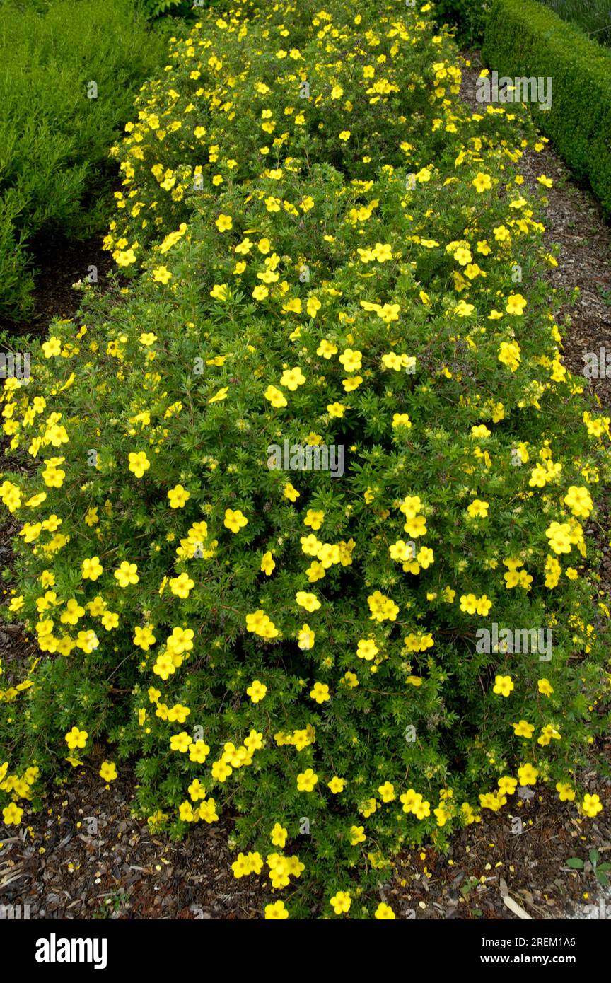 Finger shrub hedge (Potentilla hybrid), Finger-weed hedge Stock Photo ...