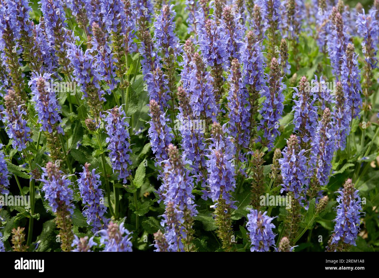 Wood betony (Stachys officinalis) Bishop's root Stock Photo - Alamy